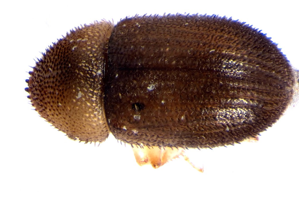 Coriacephilus sp2031_Madagascar 13664
