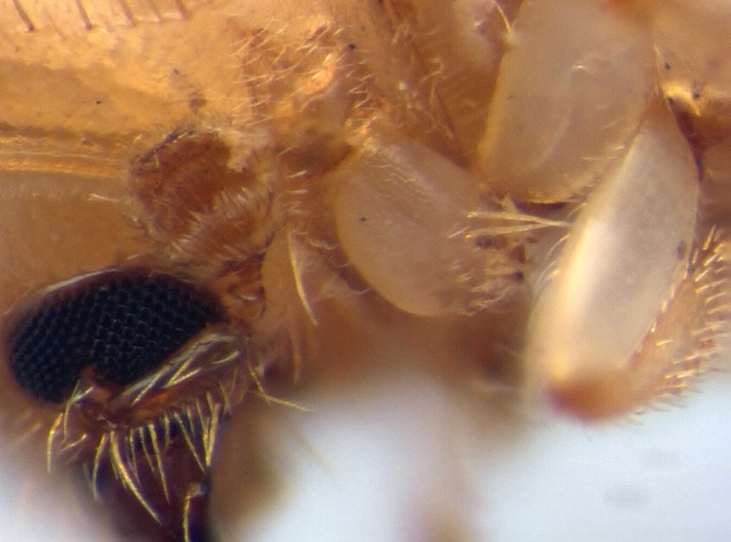 Coriacephilus sp2031_Madagascar 13664