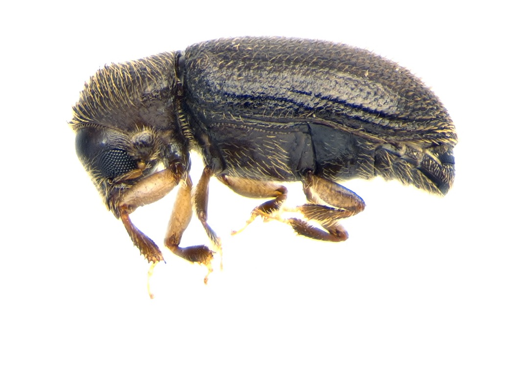 Cosmoderes sp_cfAllernoporus 13956