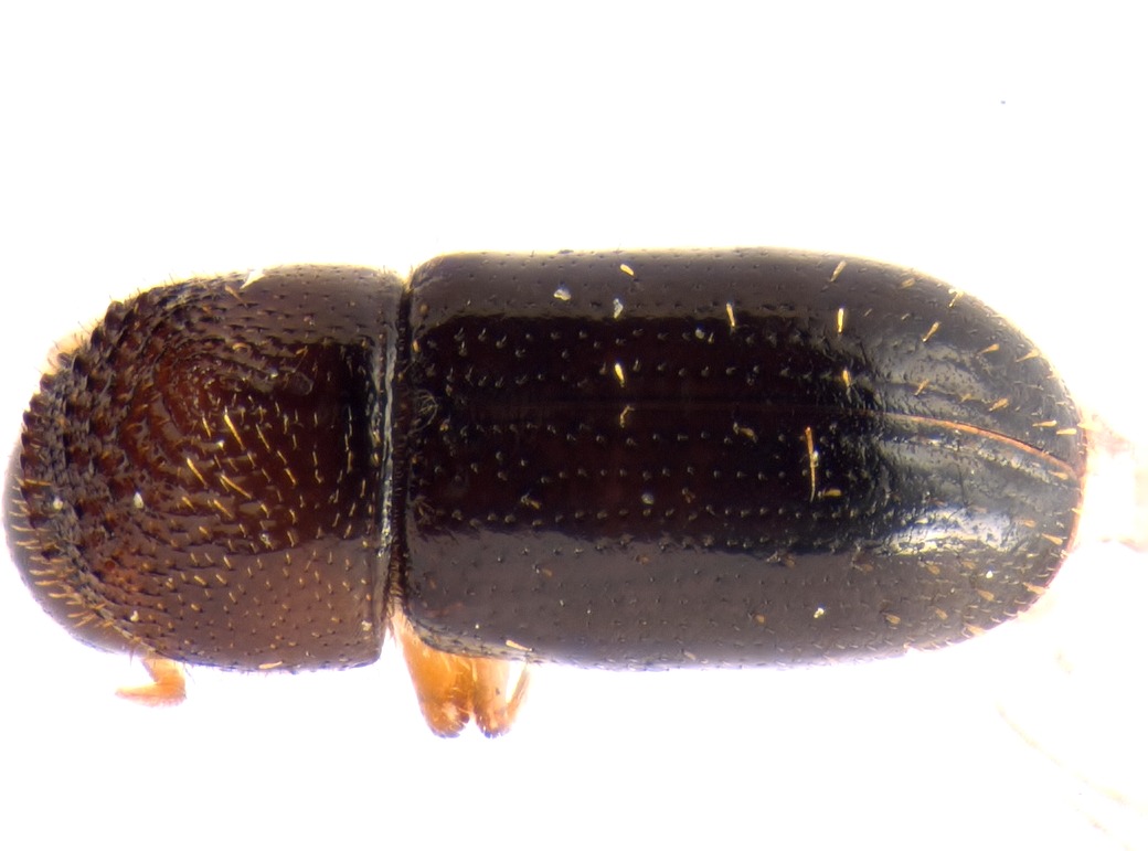 Cryptocarenus heveae 13595